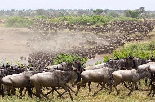 5 Days Mara River Crossing Migration Safari