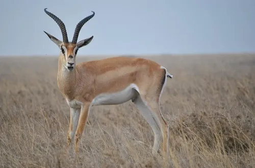 Selous Day Trip Safari From Pongwe Zanzibar
